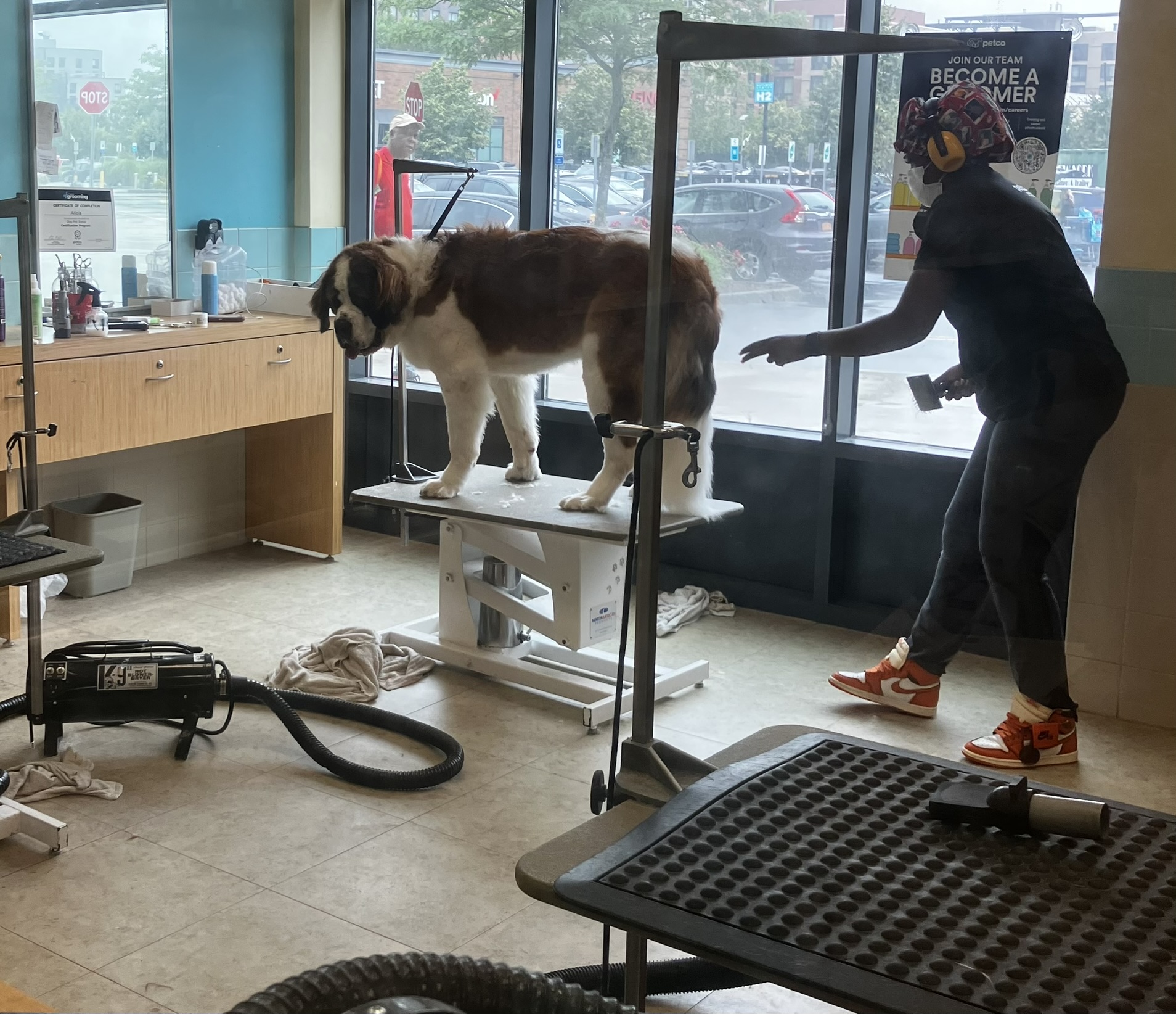 The Importance of Grooming Your Pet Before Therapy Visits – Anna ...