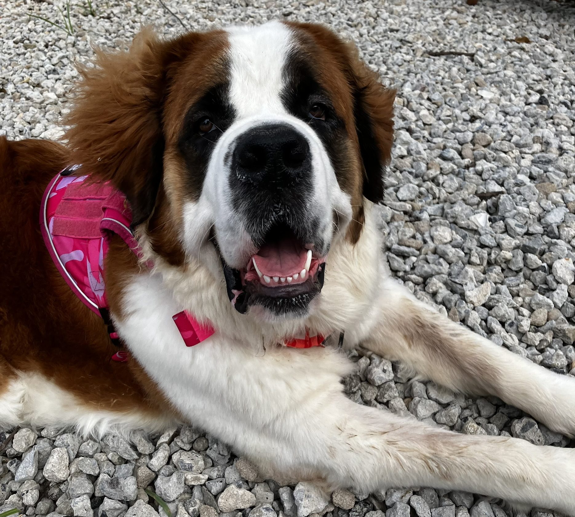 The Role of Giant Breed Dogs in Hospice and End-of-Life Care – Anna ...